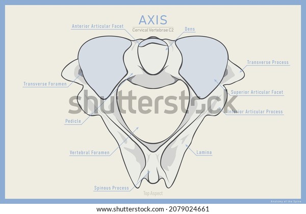 Anatomy Second Cervical Vertebra Axis C2 Stock Vector (Royalty Free ...