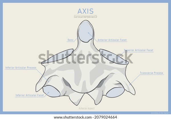 Anatomy Second Cervical Vertebra Axis C2: Vector có sẵn (miễn phí bản ...