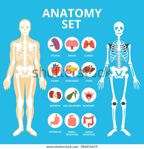 Anatomy set, anatomy infographics. Human Internal organs icons set ...