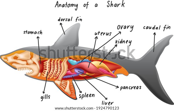 Anatomy Shark Illustration: เวกเตอร์สต็อก (ปลอดค่าลิขสิทธิ์) 1924790123 ...