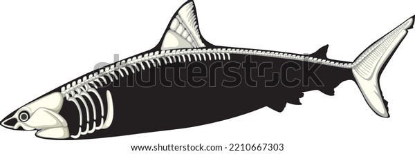 Anatomy Shark Skeleton Illustration Stock Vector (Royalty Free ...