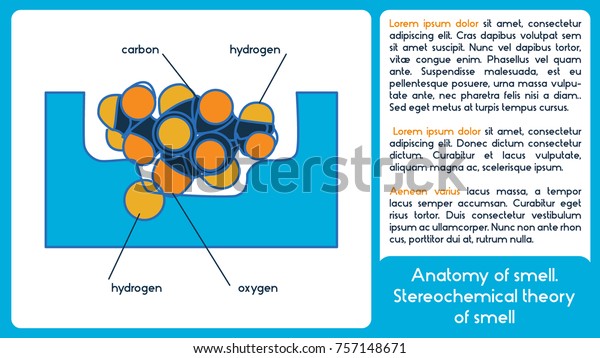 Anatomy Smell Stereochemical Theory Smell Vector Stock Vector (Royalty ...