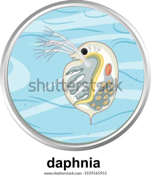 Anatomy Structure Daphnia On White Background Stock Vector (Royalty ...