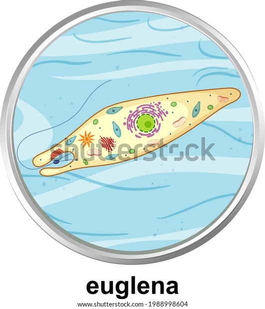 Anatomy Structure Euglena On White Background Stock Vector (Royalty ...