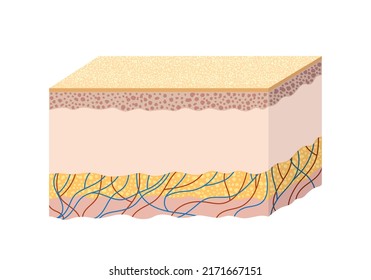 595 Cutaway human body Images, Stock Photos & Vectors | Shutterstock