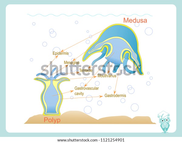 Anatomy Structure Scheme Polyp Medusa School Stock Vector (Royalty Free ...