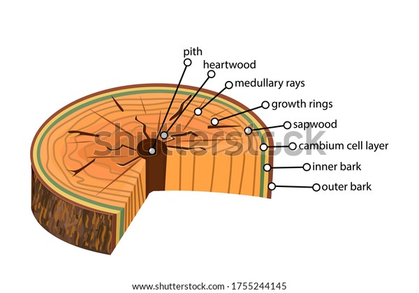 142 Medullary Ray Images, Stock Photos & Vectors | Shutterstock
