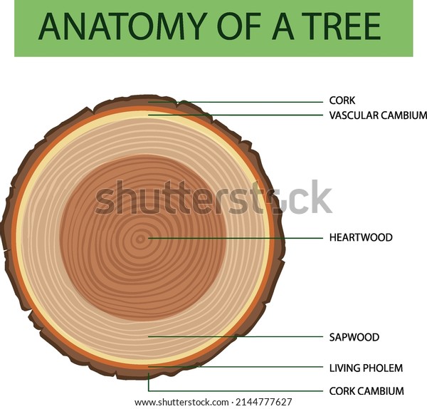 Anatomy Tree Trunk Illustration 库存矢量图（免版税）2144777627 | Shutterstock