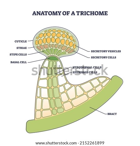 Plant Cell Drawing With Labels | Free download on ClipArtMag