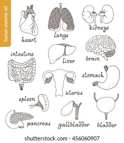 15,105 Human internal organs drawing Images, Stock Photos & Vectors ...