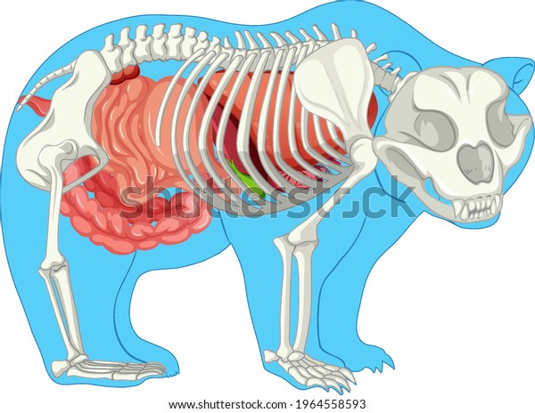 Anatomy Wild Bear Isolated Illustration Stock Vector (Royalty Free ...