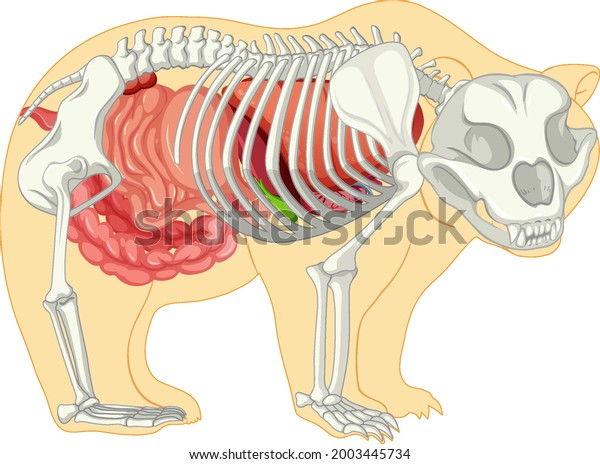 Anatomy Wild Bear Isolated Illustration Stock Vector (Royalty Free ...