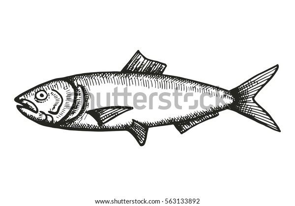 Anchovy Fish Sketch Vector Illustration Stock Vector (Royalty Free ...