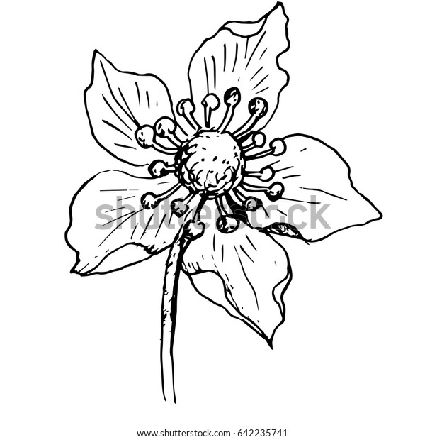 Anemone Flower Drawing Vector Illustration Line Stock Vector (Royalty ...