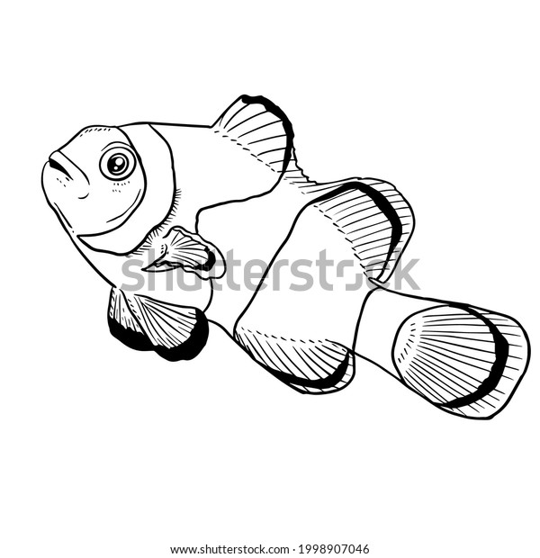 Anemonefish Vector Hand Drawing Illustration Black Stock Vector ...