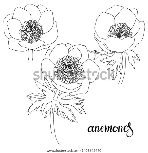 Anemones Graphic Set Isolated Elements On Stock Vector (Royalty Free ...