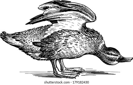 Angry Duck Stock Vector (Royalty Free) 179182430 | Shutterstock