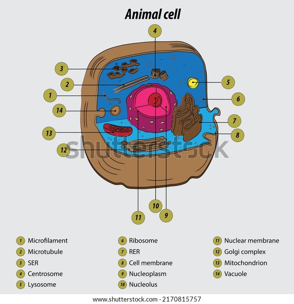 Animal Cell Labeled Diagram Vector Illustration: เวกเตอร์สต็อก (ปลอดค่า ...