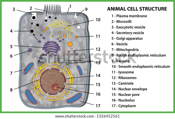 Animal Cell Structure On White Background Stock Vector (Royalty Free ...
