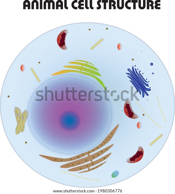 Animal Cell Structure Organelles Without Label Stock Vector (Royalty ...