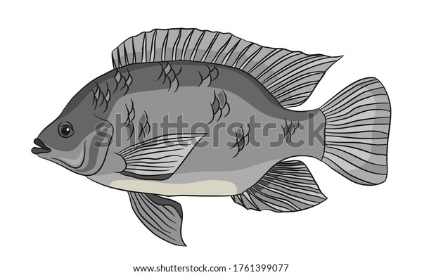 Animal Fish Vector Illustration White Background Stock Vector (Royalty ...