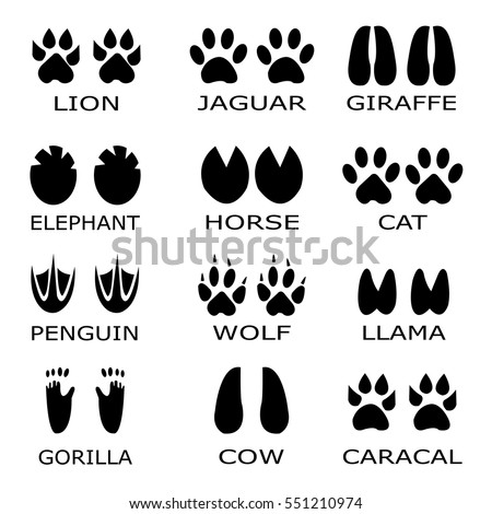 Animal Footprints Vector Set Foot Prints Stock Vector (Royalty Free ...