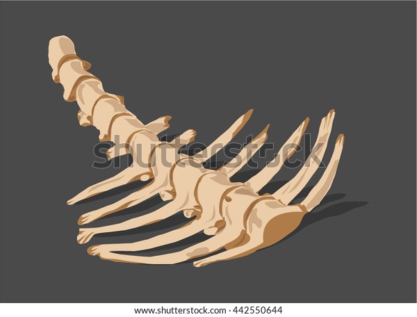 Animal Spine Bones Vector Illustration Stock Vector (Royalty Free ...