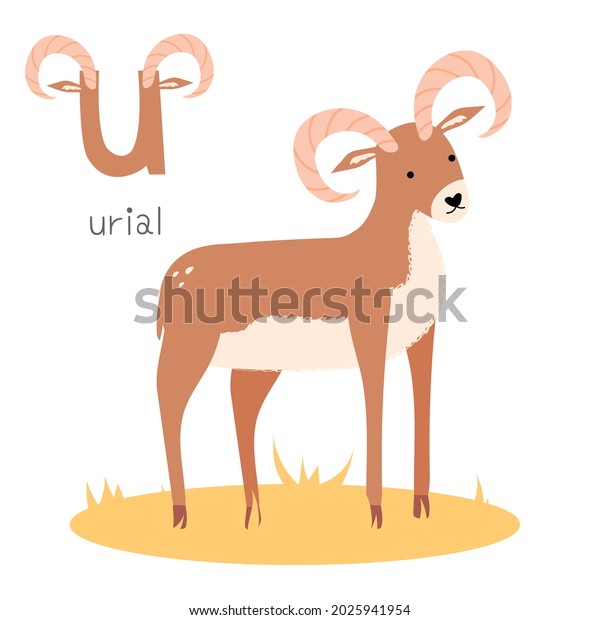 Animals Alphabet U Urial Flat Vector Stock Vector (Royalty Free ...