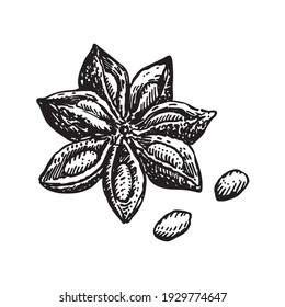 Anise Star Vector Drawing Hand Drawn Stock Vector (Royalty Free ...