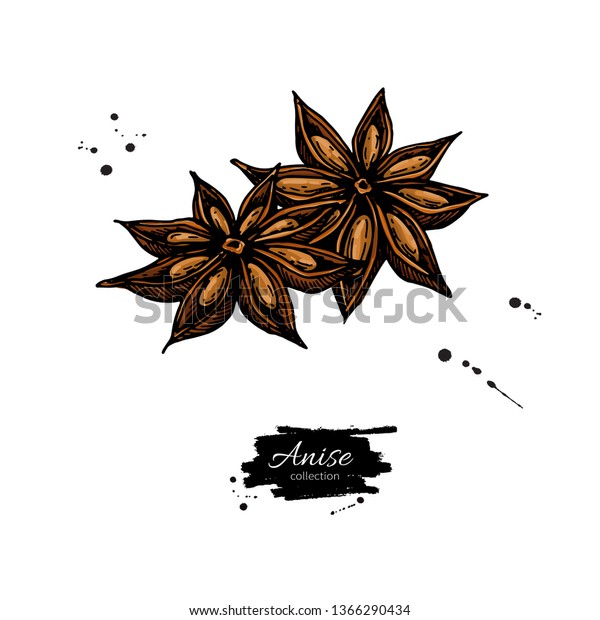 Anise Star Vector Drawing Hand Drawn Stock Vector (Royalty Free ...