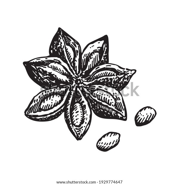 Anise Star Vector Drawing Hand Drawn Stock Vector (Royalty Free ...