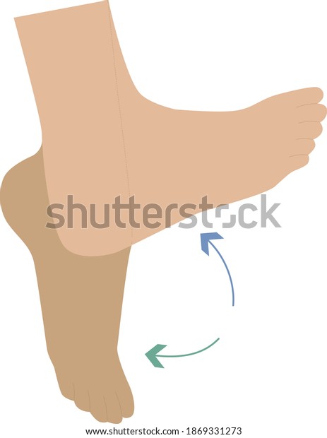 Ankle Flexion Exercise Illustration: vetor stock (livre de direitos ...