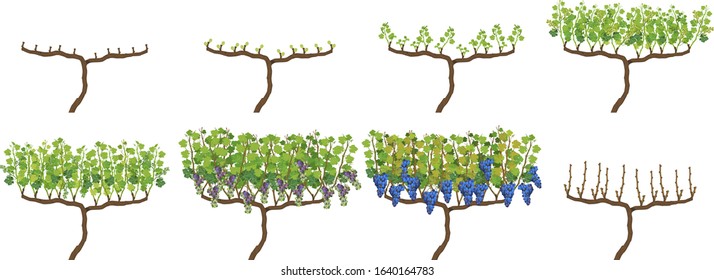 420 Grape growth stages Images, Stock Photos & Vectors | Shutterstock