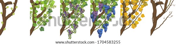 Annual Growth Life Cycle Grapevine Grapevine Stock Vector (Royalty Free ... Annual Growth Life Cycle Grapevine Grapevine Stock Vector (Royalty Free ...