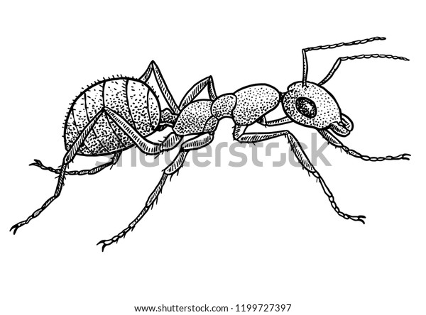 Ant Illustration Drawing Engraving Ink Line 스톡 벡터(로열티 프리) 1199727397 ...