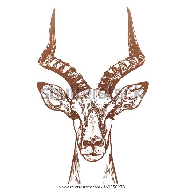 Antelope Head Sketch Hand Drawn Illustration Stock Vector (Royalty Free ...