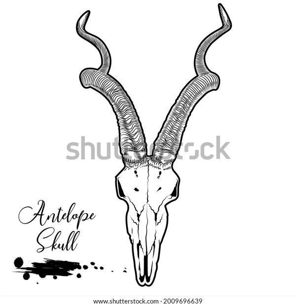 Antelope Skull Animal Skull Vector Illustration Stock Vector (Royalty ...