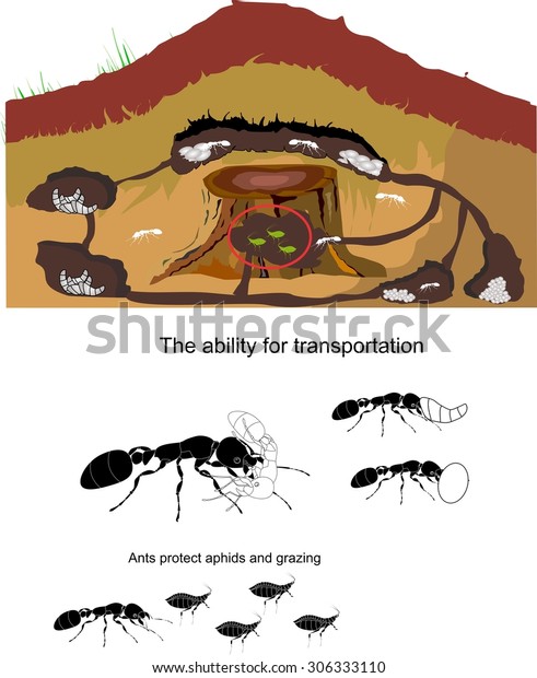 Anthill life vector illustration. Isolated on white