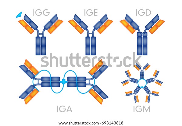 Vetor stock de Antibodies Antigen Various Forms On White (livre de ...