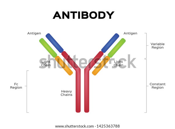 Antibody Molecule Cell Vector Antigen Stock Vector (Royalty Free ...