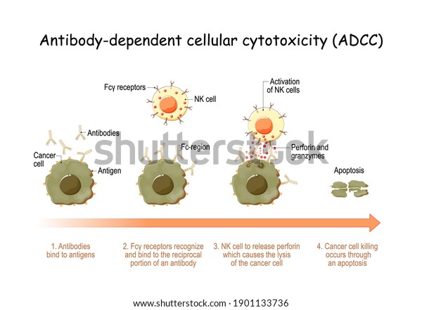 Antibodydependent Cellular Cytotoxicity Adcc Cellmediated Immune 库存矢量图 ...