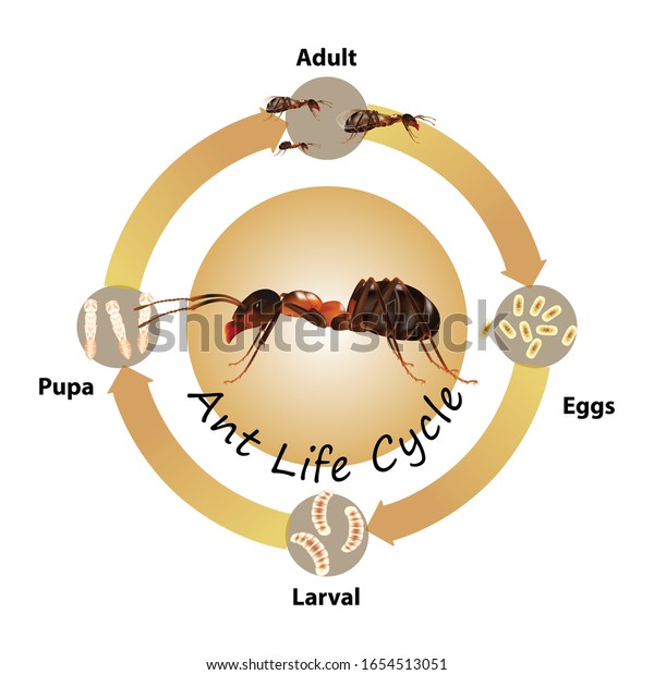 Ants Life Cycle Object Vector On Stock Vector (Royalty Free) 1654513051 ...