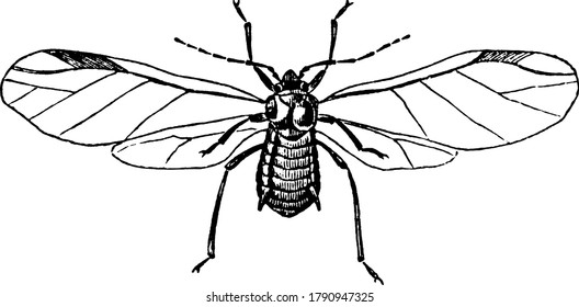 Black White Sketch Butterfly Stock Vector (Royalty Free) 33034075
