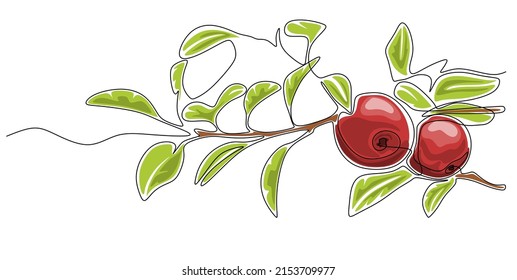 Apple Continuous Line Drawing Color Vector Stock Vector (Royalty Free ...