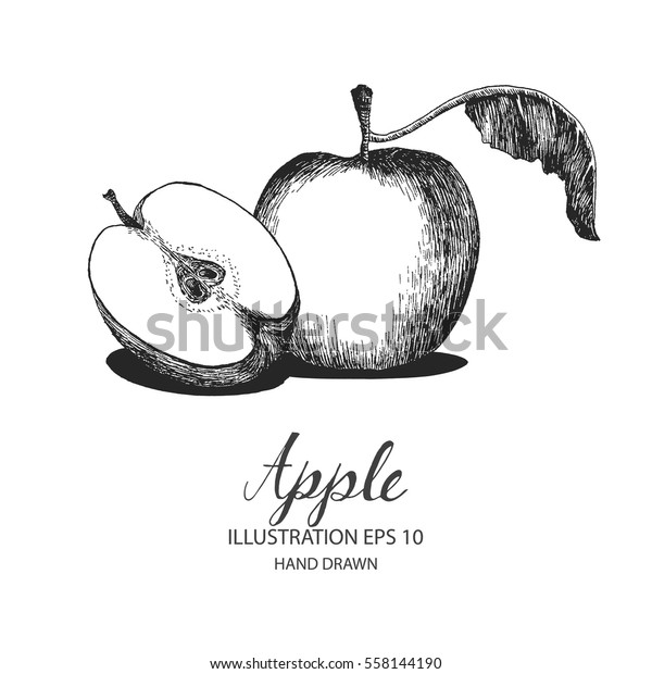 Apple Hand Drawn Illustration By Ink Stock Vector (Royalty Free) 558144190