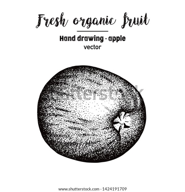 Apple Illustration Pen Drawing Hand Drawing Stock Vector (Royalty Free ...