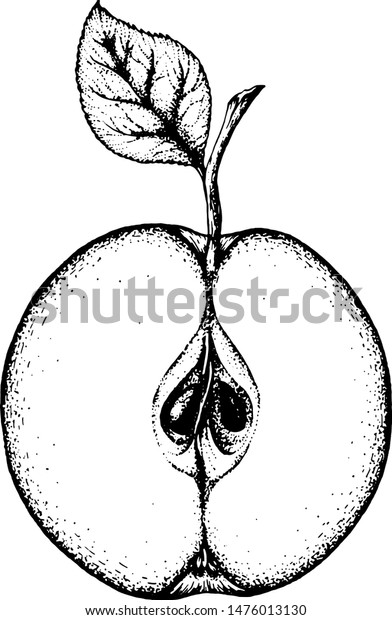 Apple Ink Drawing Vector Illustration Stock Vector (Royalty Free ...
