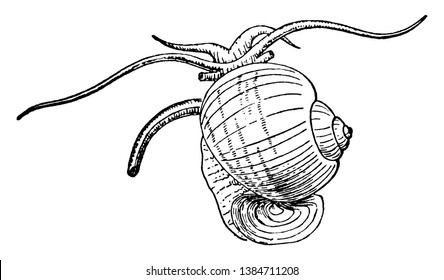 Apple Shell Chiefly Found Fresh Waters Stock Vector (Royalty Free ...