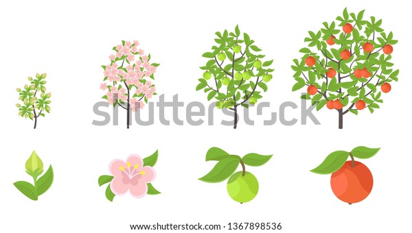Apple Tree Growth Stages Vector Illustration 库存矢量图（免版税）1367898536 ...