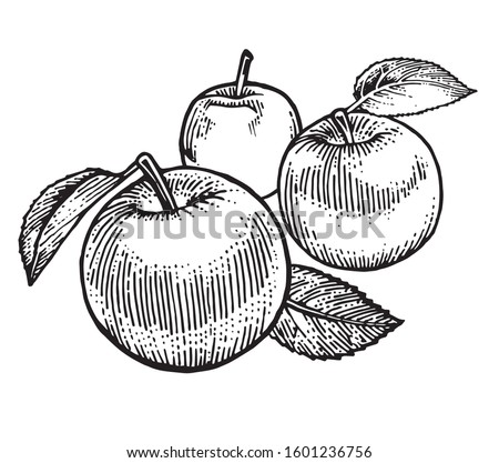 Apple Line Drawing | Free download on ClipArtMag